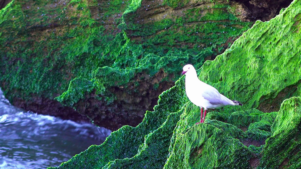 Seagull, Bird, Nature. Free Stock Video - Pixabay