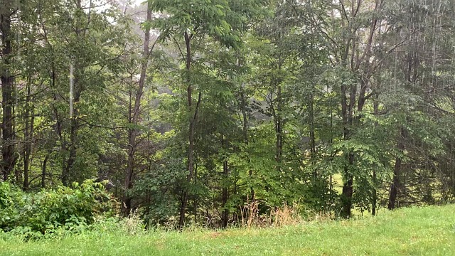 Rain, Raining, Wet. Free Stock Video - Pixabay