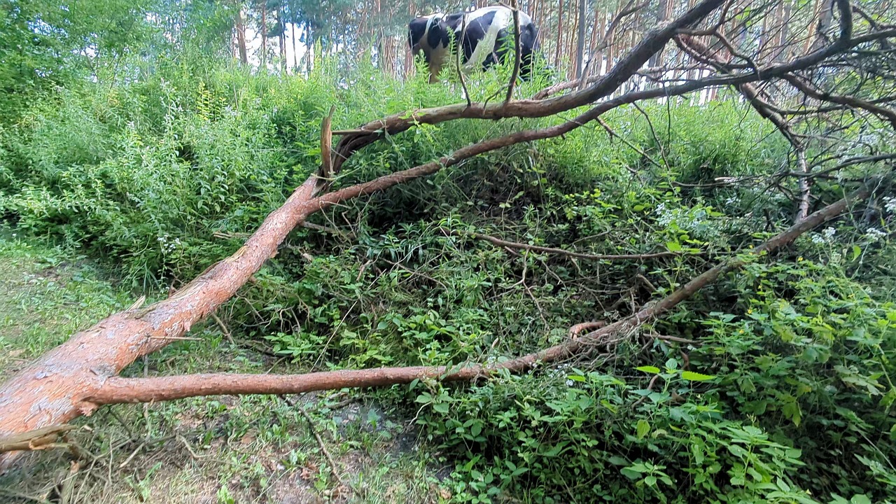Cow, Forest, Trees. Free Stock Video - Pixabay