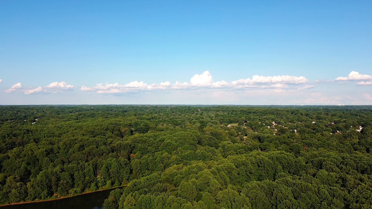 Sky, Trees, Forest. Free Stock Video - Pixabay