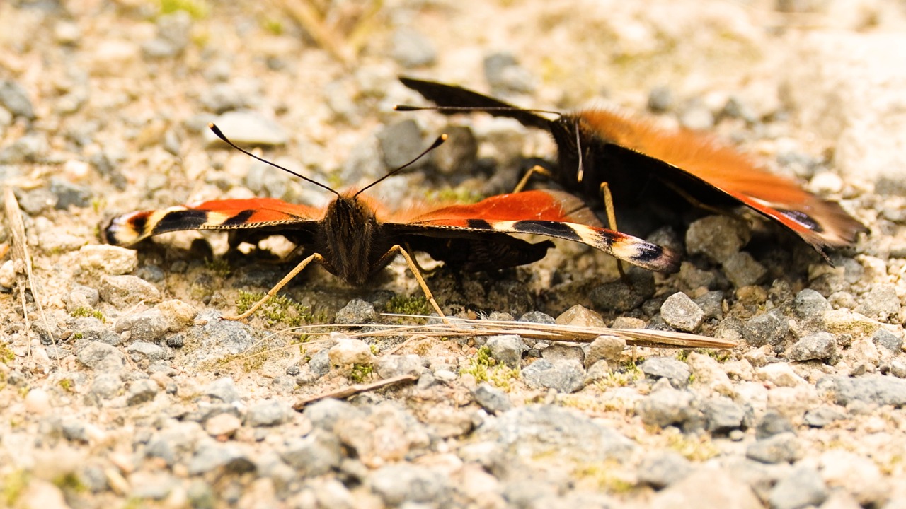 Butterflies, Animals, Wild. Free Stock Video - Pixabay