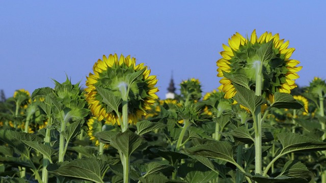 Sunflowers, Plants, Botany. Free Stock Video - Pixabay