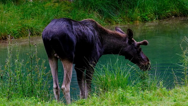 Moose, Deer, Flow. Free Stock Video - Pixabay