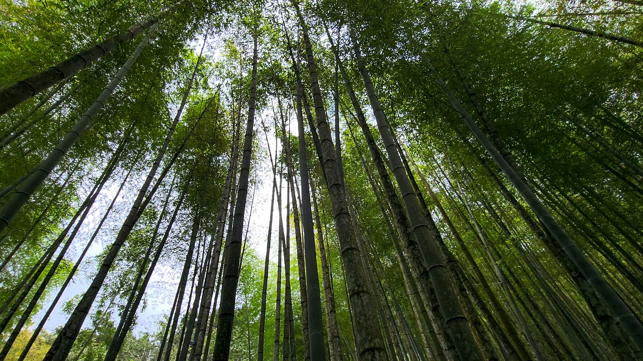 Rttyuii님 Videos: Download 7+ Free 4K & HD Stock Footage Clips - Pixabay