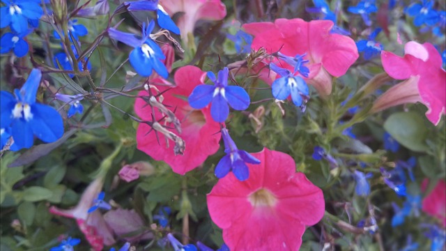 Fleur Nature Bloom - Free video on Pixabay