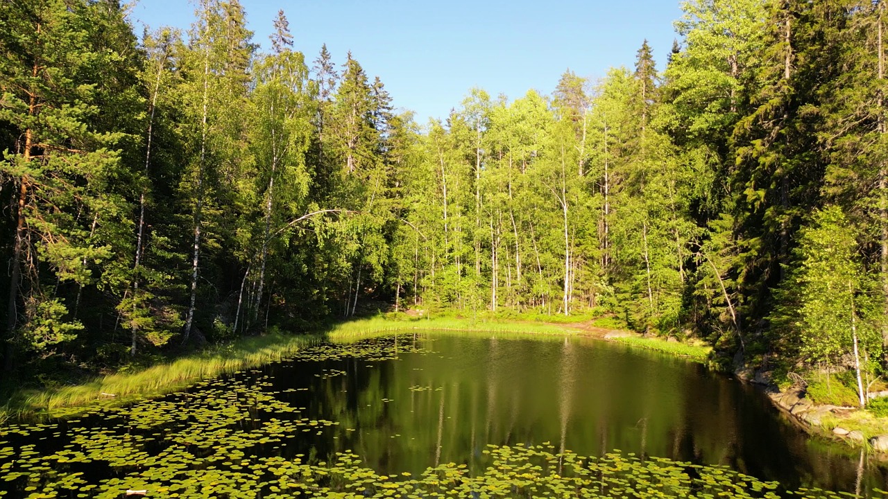 Lake, Forest, Swamp. Free Stock Video - Pixabay