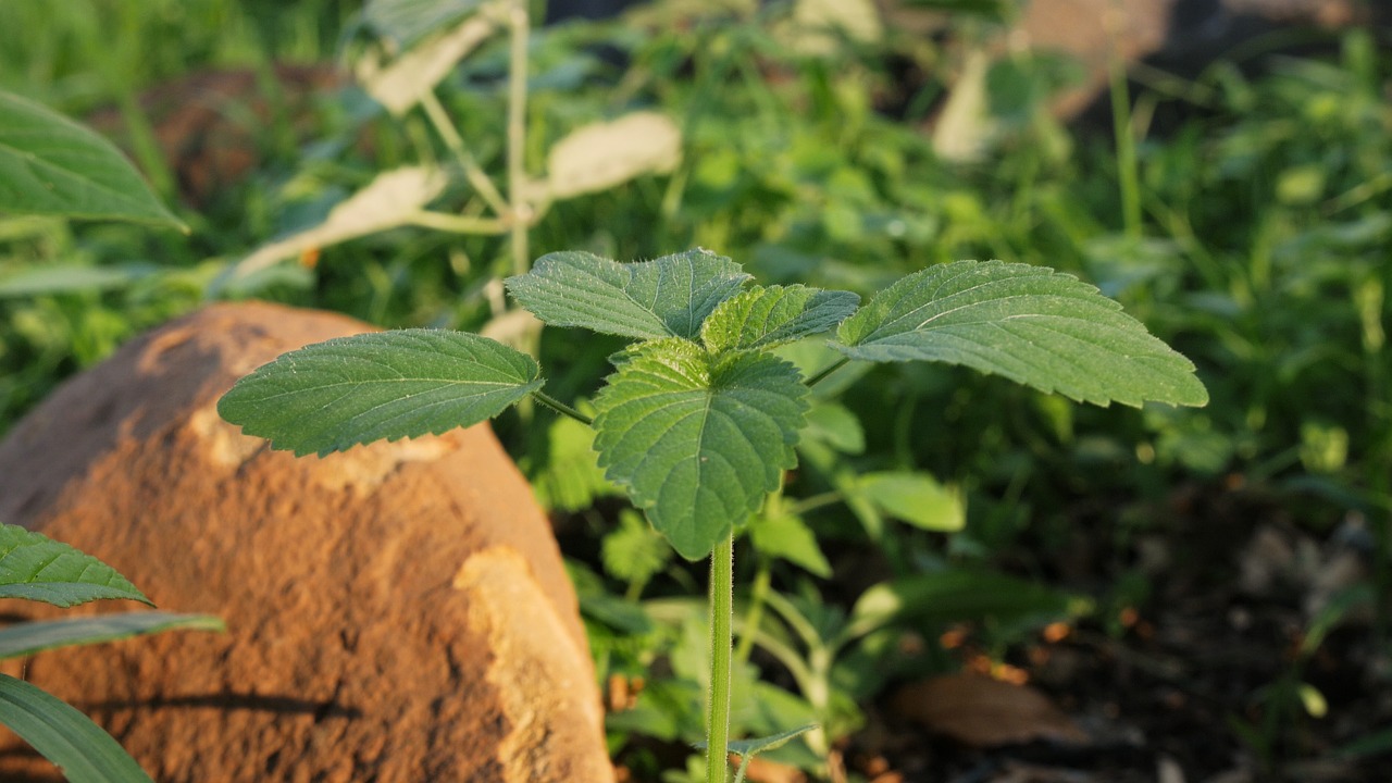 Wild Plant, Foreground Plant, Spring. Free Stock Video - Pixabay