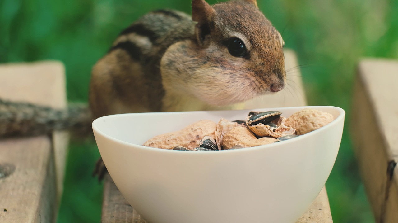 Chipmunk, Rodent, Nuts. Free Stock Video - Pixabay