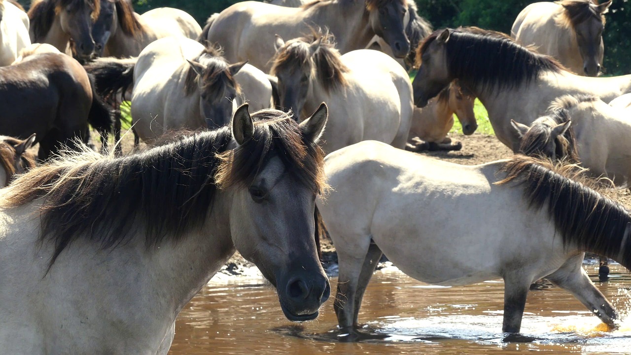 Más de 300 vídeos en HD y 4K gratis de El Caballo Yegua y Caballo - Pixabay