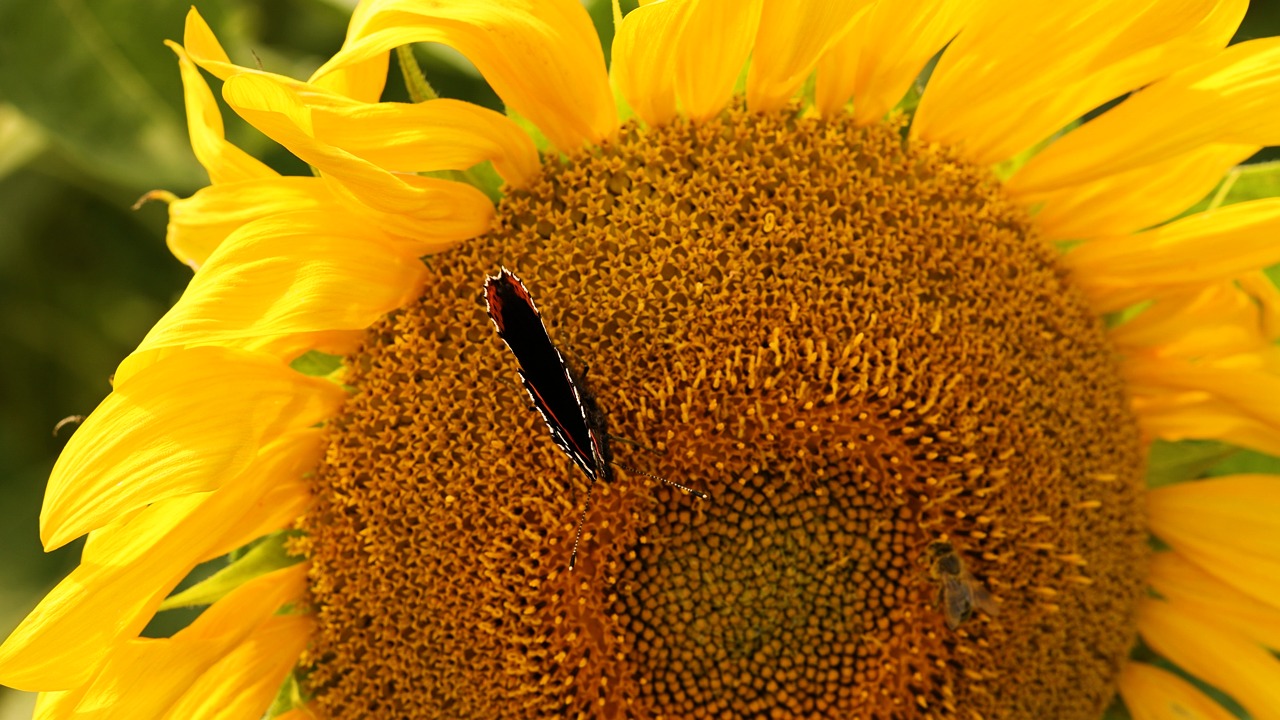 Sunflower, Plant, Summer. Free Stock Video - Pixabay