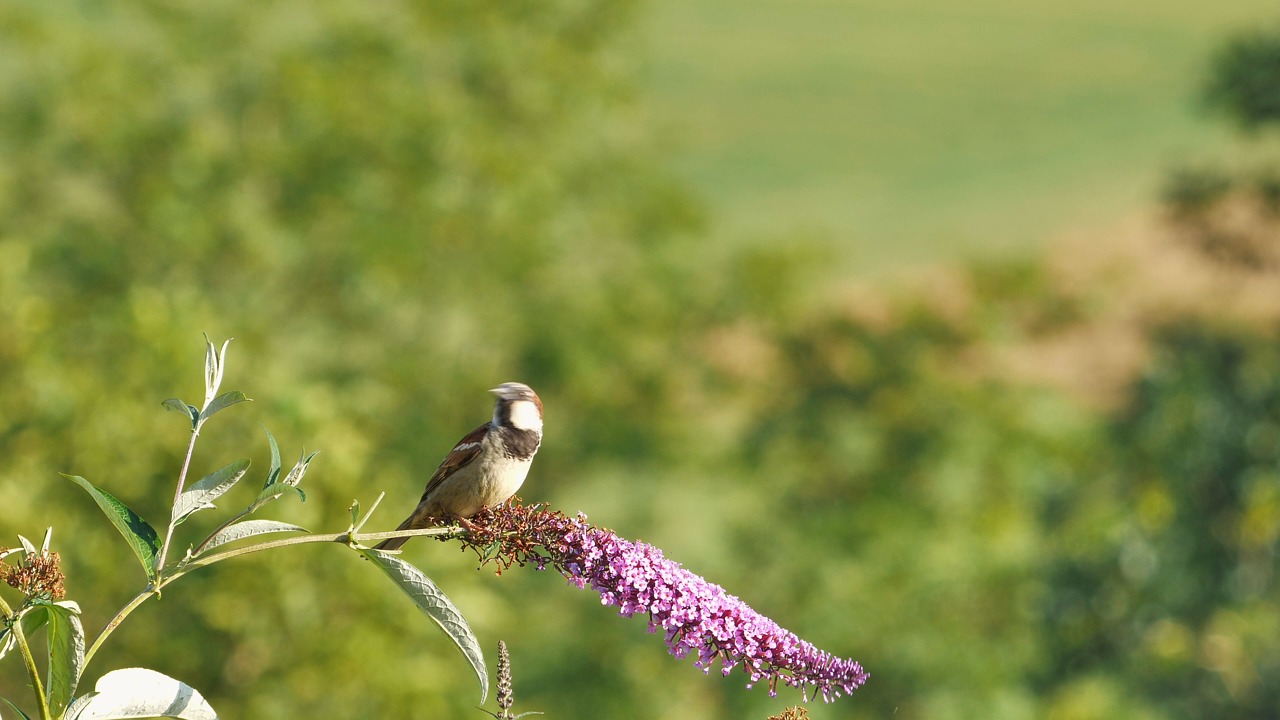 Sparrow Flying Videos: Download 1,549+ Free 4K & HD Stock Footage Clips ...