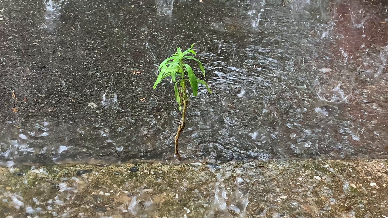Summer, Non, Shower. Free Stock Video - Pixabay