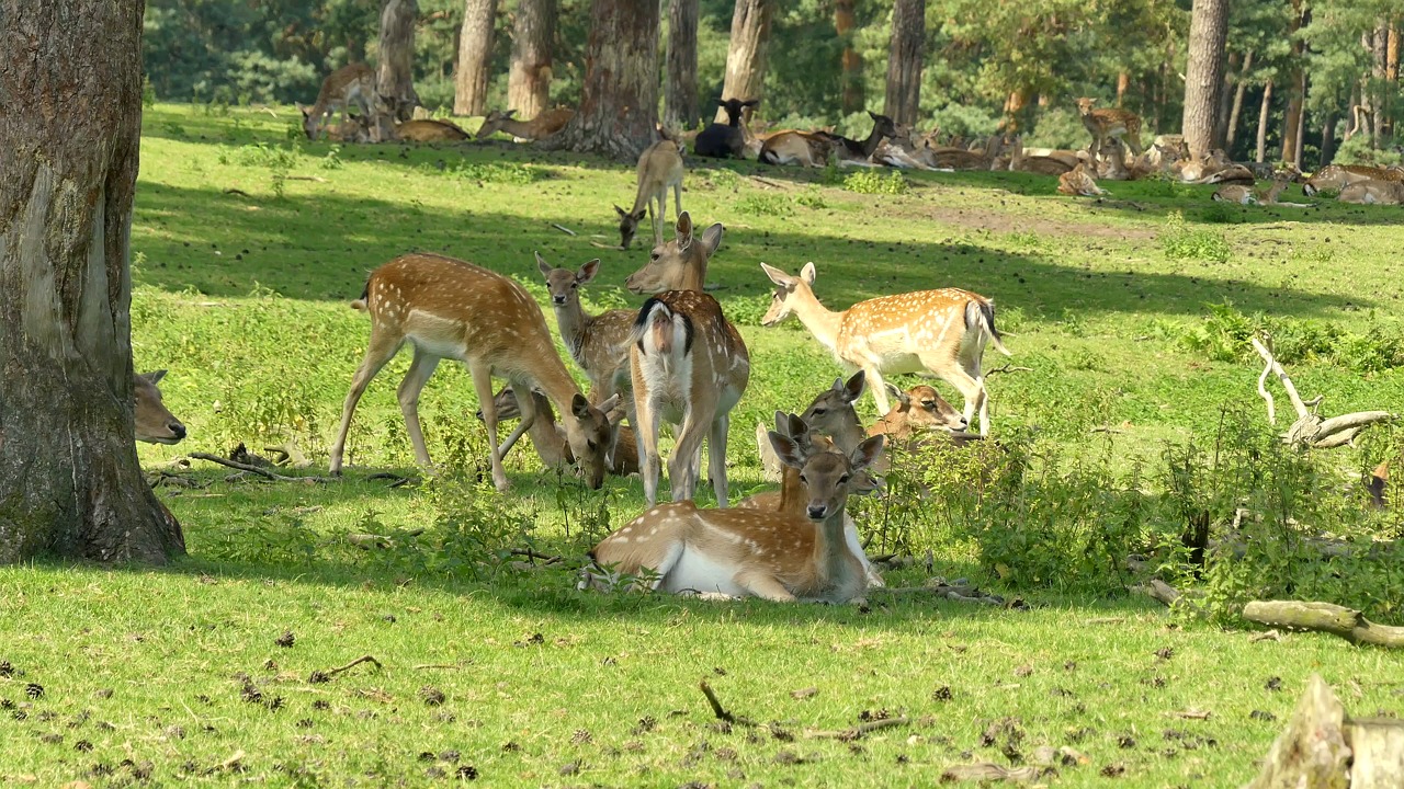 Fallow Deer, Mammals, Forest. Free Stock Video - Pixabay
