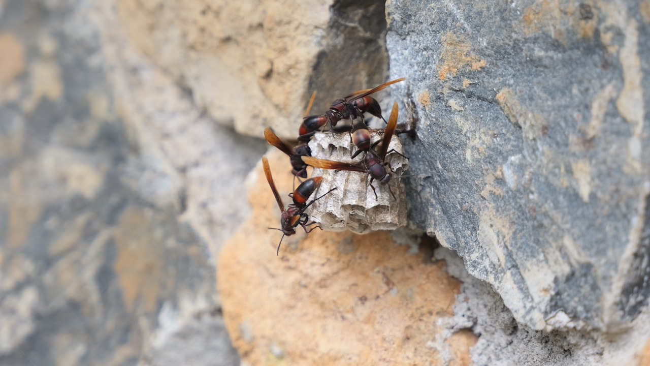 Ants, Flying Ants, Insects. Free Stock Video - Pixabay