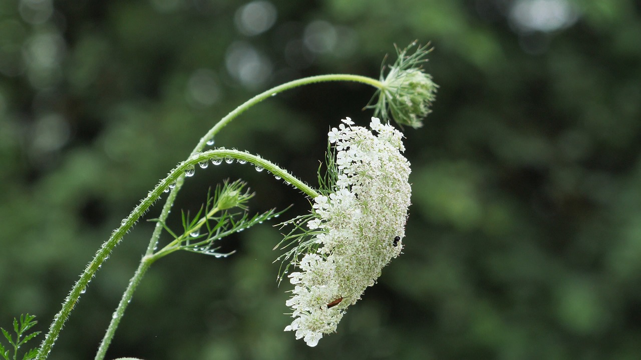 Yarrow, Plant, Rain. Free Stock Video - Pixabay