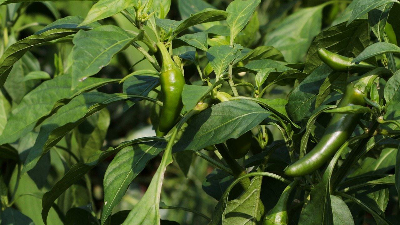 Green Pepper, Pepper, Farm. Free Stock Video - Pixabay