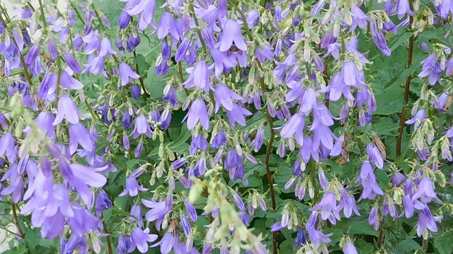 Fleurs De Clochettes Violettes - Free video on Pixabay