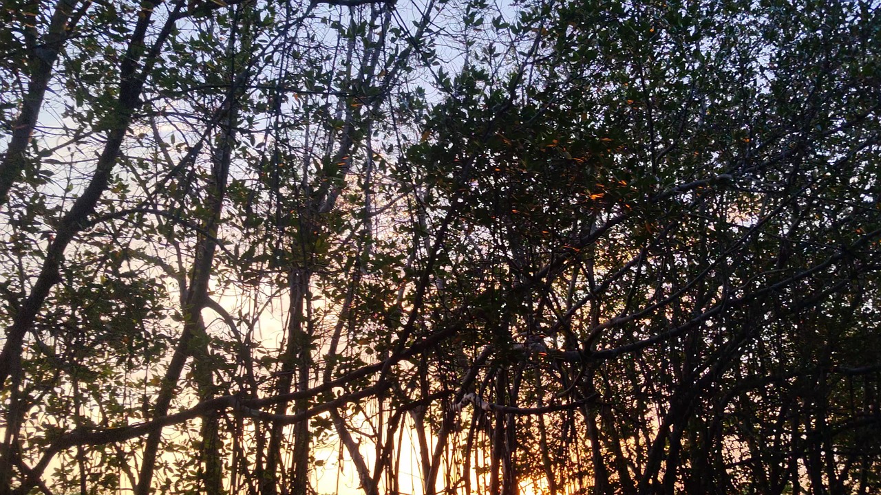 Penangkaran Bakau Videos: Download 9+ Free 4K & HD Stock Footage Clips - Pixabay