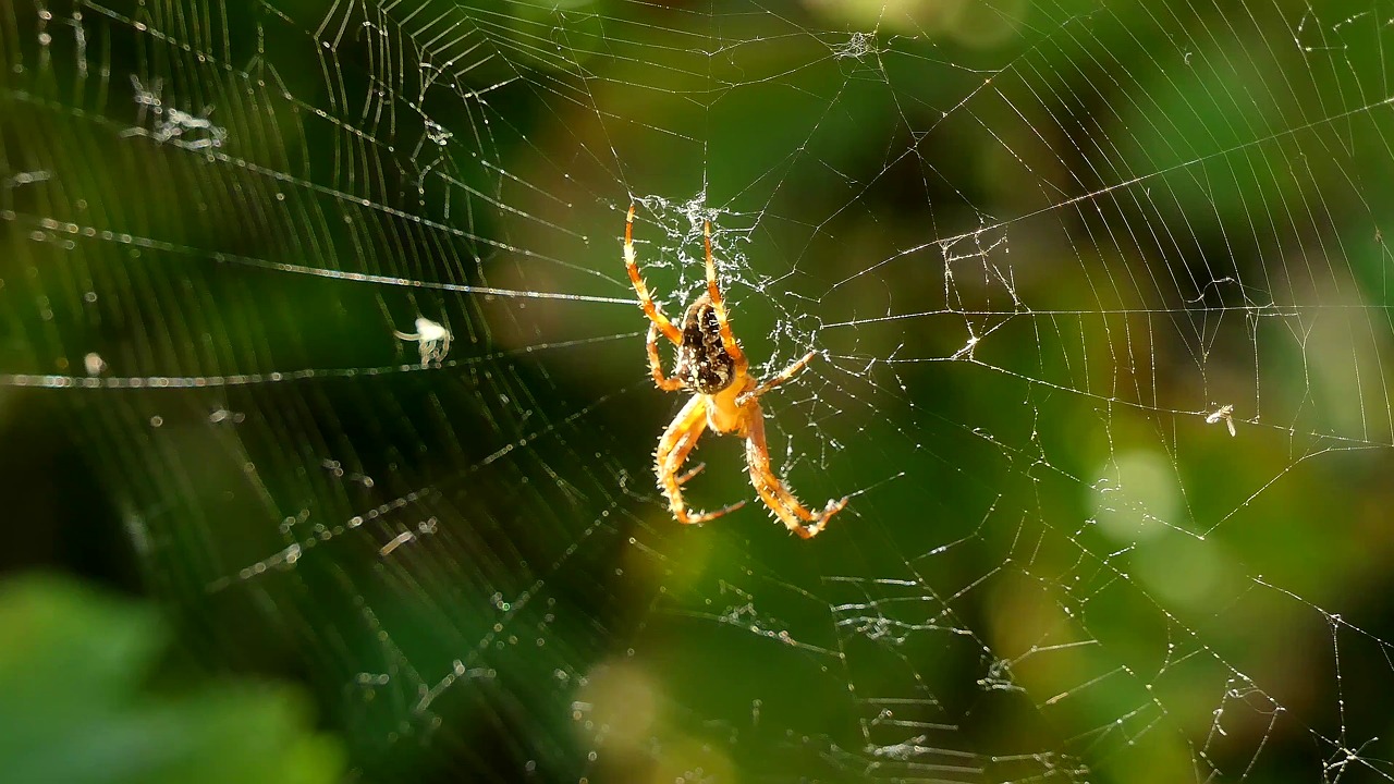 Spider Close Up Videos Download 2909 Free 4k And Hd Stock Footage