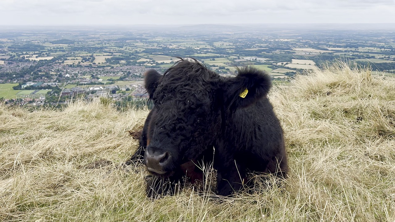 Cow, Hills, Cattle. Free Stock Video - Pixabay