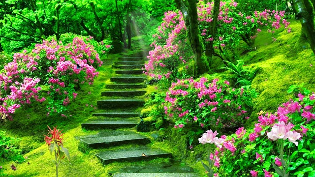 Flower, Nature, Bloom. Free Stock Video - Pixabay