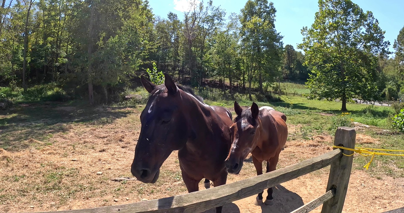 Equine, Horse, Animal. Free Stock Video - Pixabay