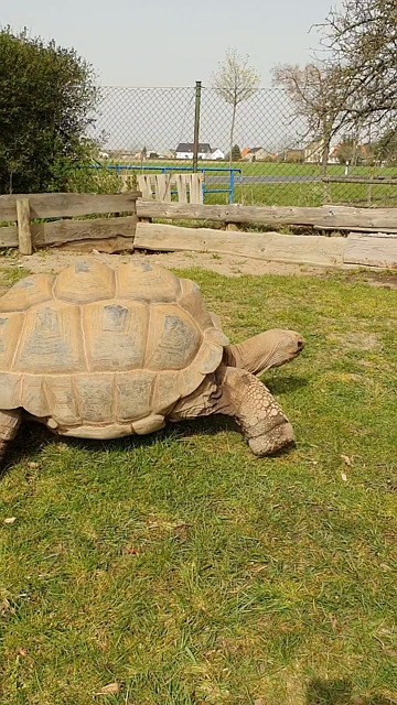 Tortuga Gigante Tanque - Free video on Pixabay