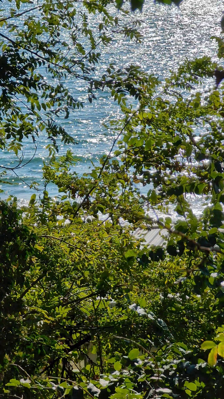 Sea, Foliage, Light Breeze. Free Stock Video - Pixabay