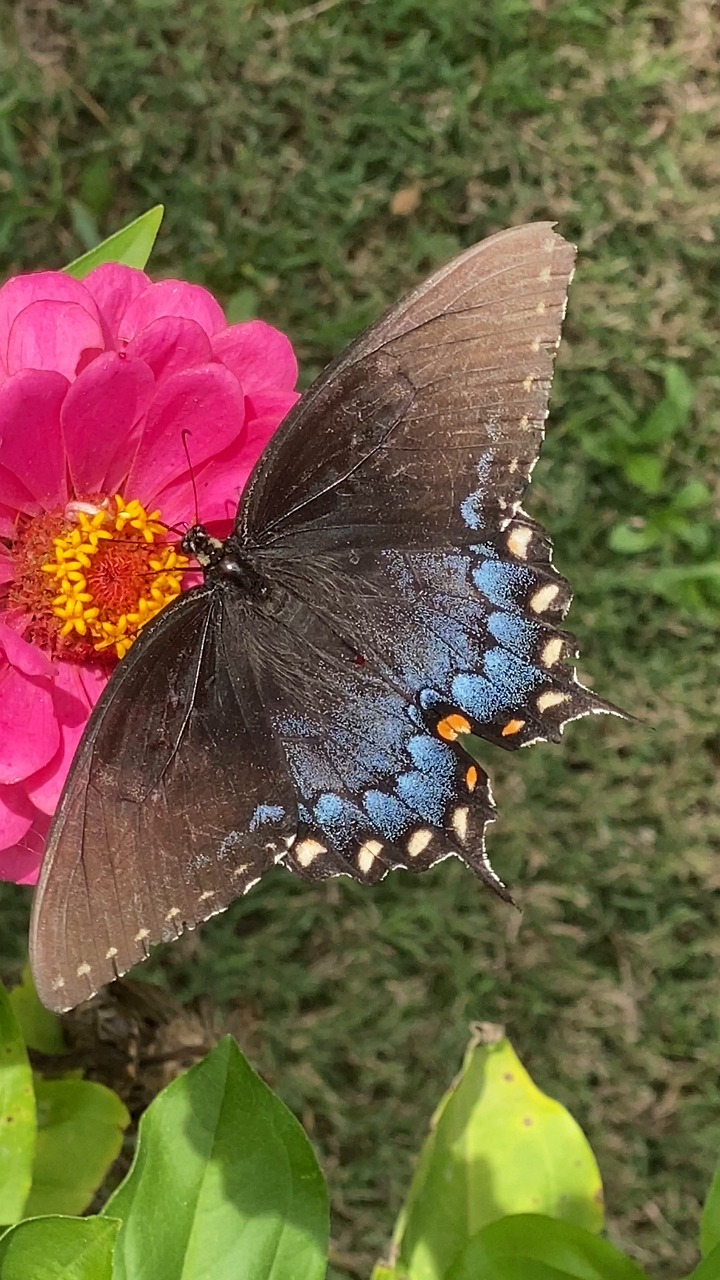 Papilio Lowi Videos: Download 6+ Free 4K & HD Stock Footage Clips - Pixabay