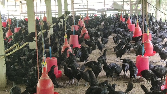 Kadaknath, Rooster, Hen. Free Stock Video - Pixabay
