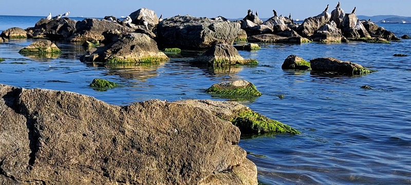 Ocean, Water, Birds. Free Stock Video - Pixabay
