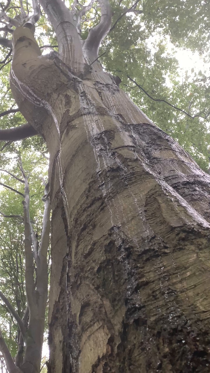 Rain, Tree Foam, Nature. Free Stock Video - Pixabay