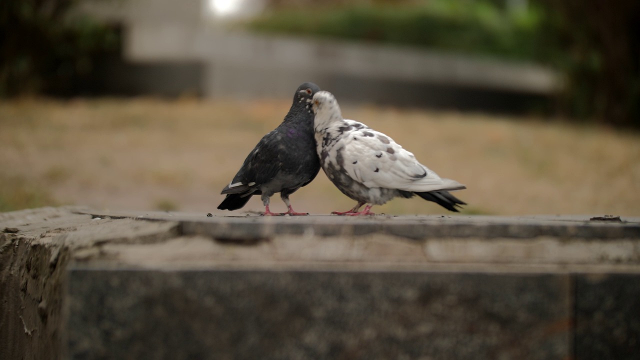 Pigeon, Birds, Freedom. Free Stock Video - Pixabay