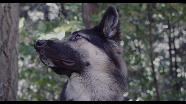 Husky, Dog, Looking. Free Stock Video - Pixabay
