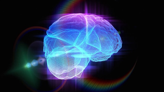 Brain, Anatomy, Human. Free Stock Video - Pixabay
