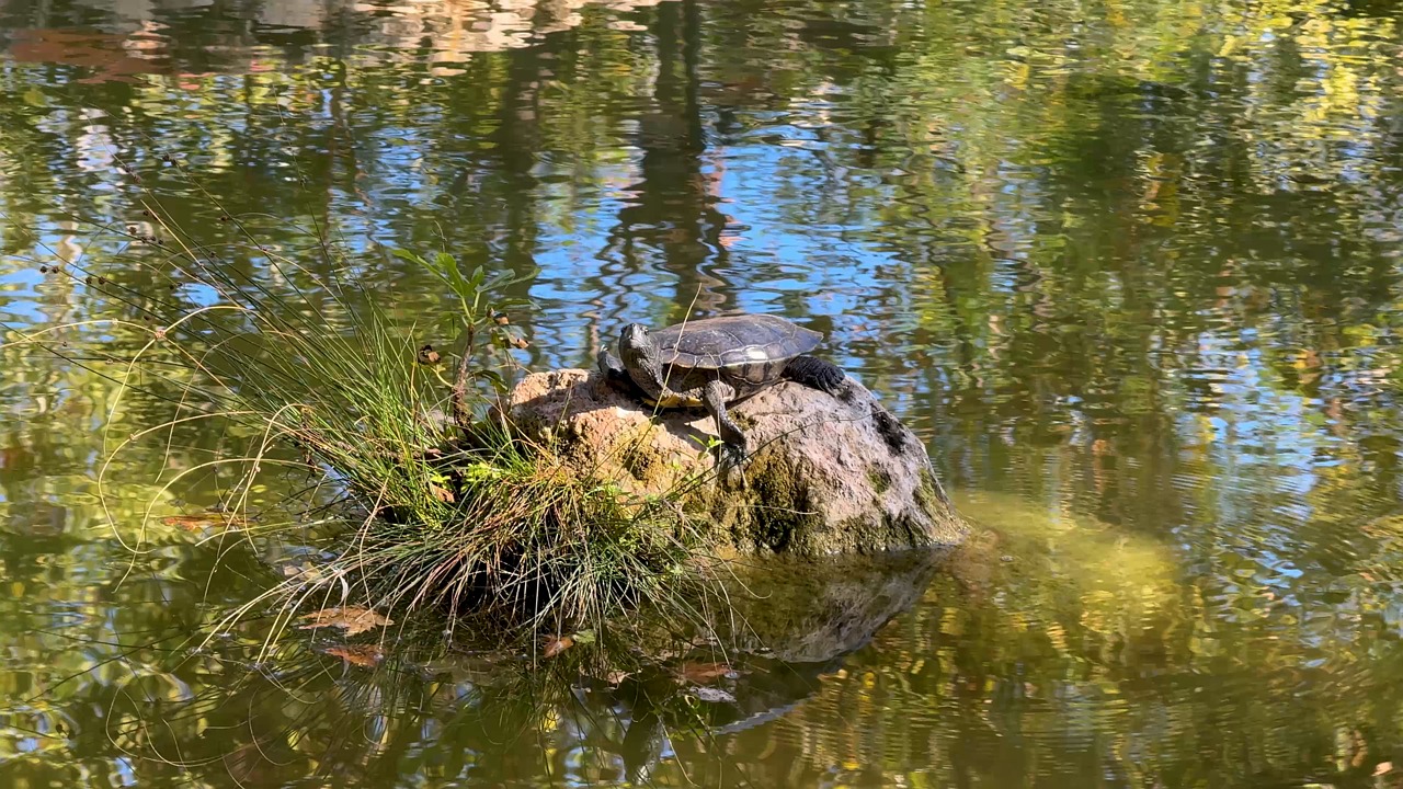 Tortoise, Reptile, River. Free Stock Video - Pixabay