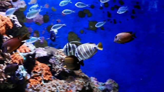 Fish Tank Videos: Download 1,665+ Free 4K & HD Stock Footage Clips ...