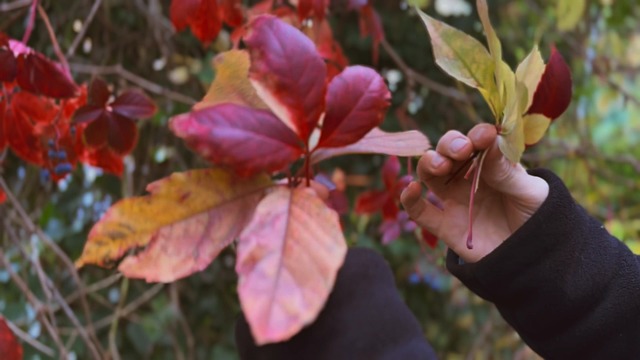 Leaves, Hands, Multicoloured. Free Stock Video - Pixabay
