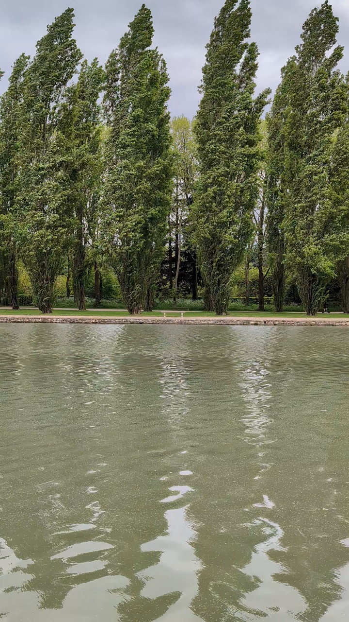 Trees, Foliage, Reflections. Free Stock Video - Pixabay