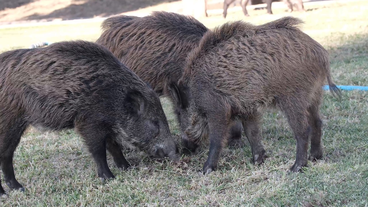 Meer dan 10 gratis video's, en HD- en 4K-clips van Varkens en Dieren ...