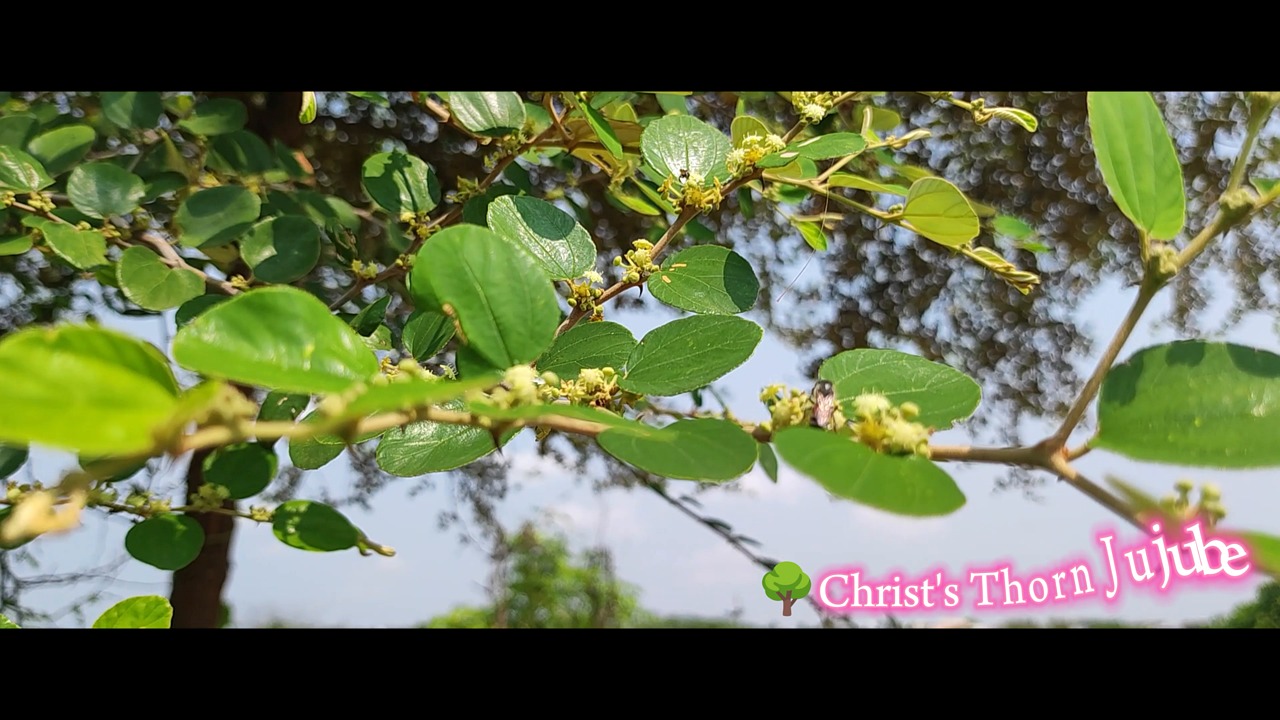 Bee, Nature, Animal. Free Stock Video - Pixabay