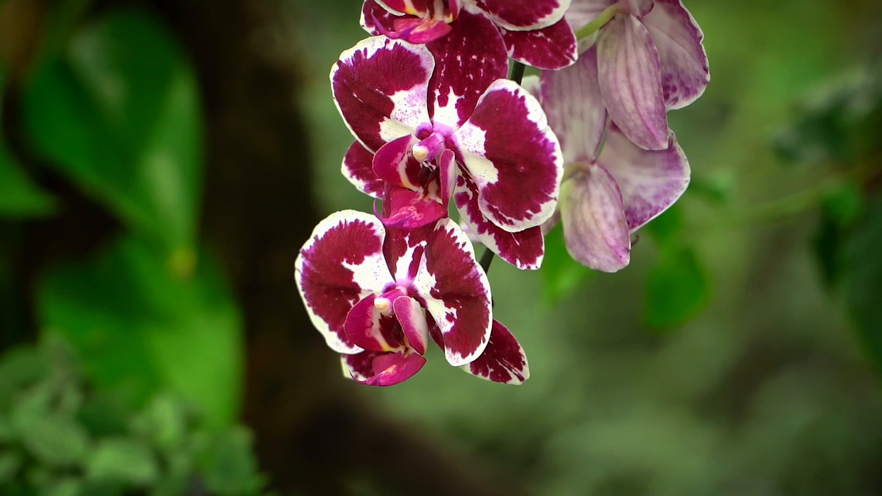 Flowers, Orchid, Petals. Free Stock Video - Pixabay