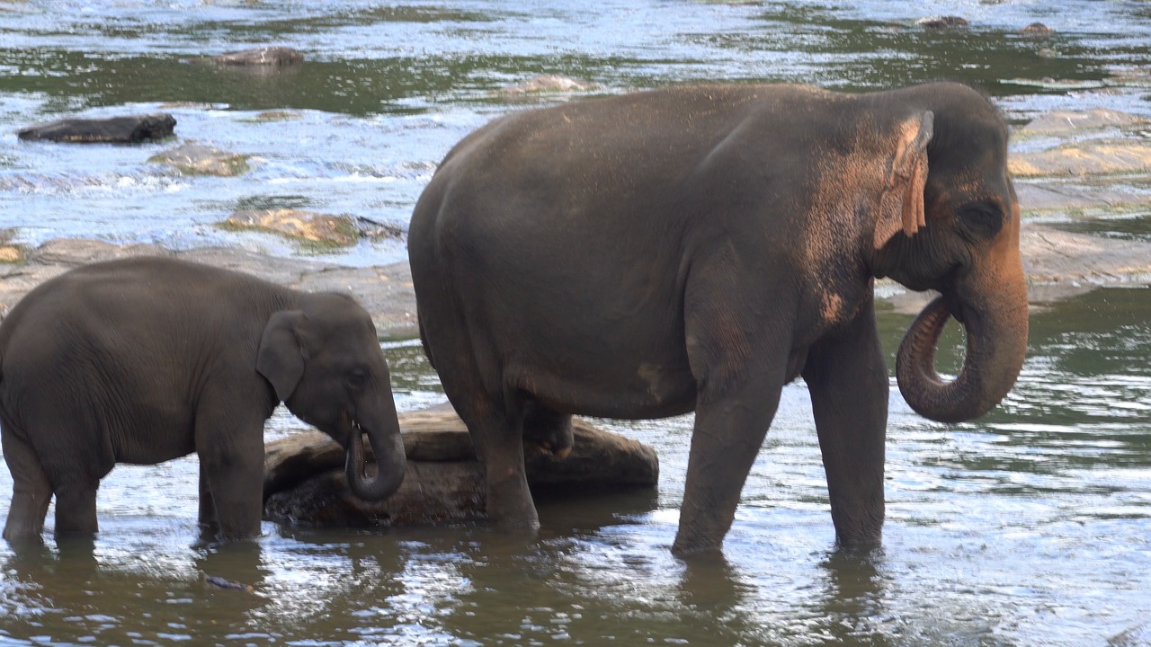 L'Éléphant Animal Faune - Free video on Pixabay