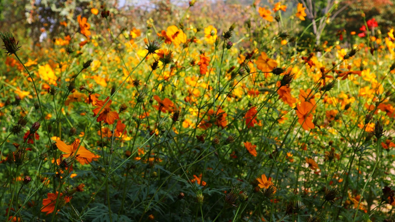 Wildflowers, Field, Meadow. Free Stock Video - Pixabay
