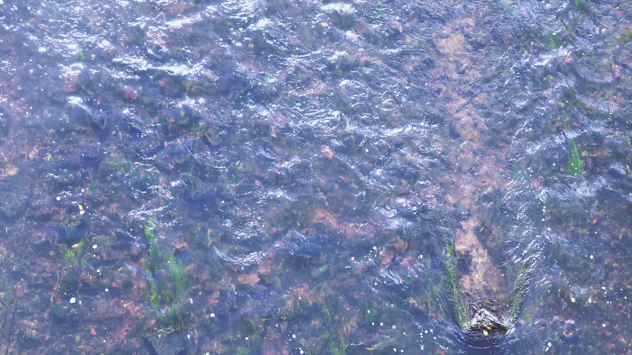 Water, Nature, Flows. Free Stock Video - Pixabay