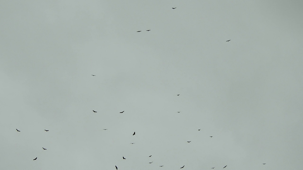 Fauna, Birds, Flight. Free Stock Video - Pixabay