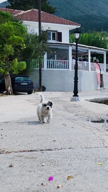 Kefalonia, Greece, Cute. Free Stock Video - Pixabay