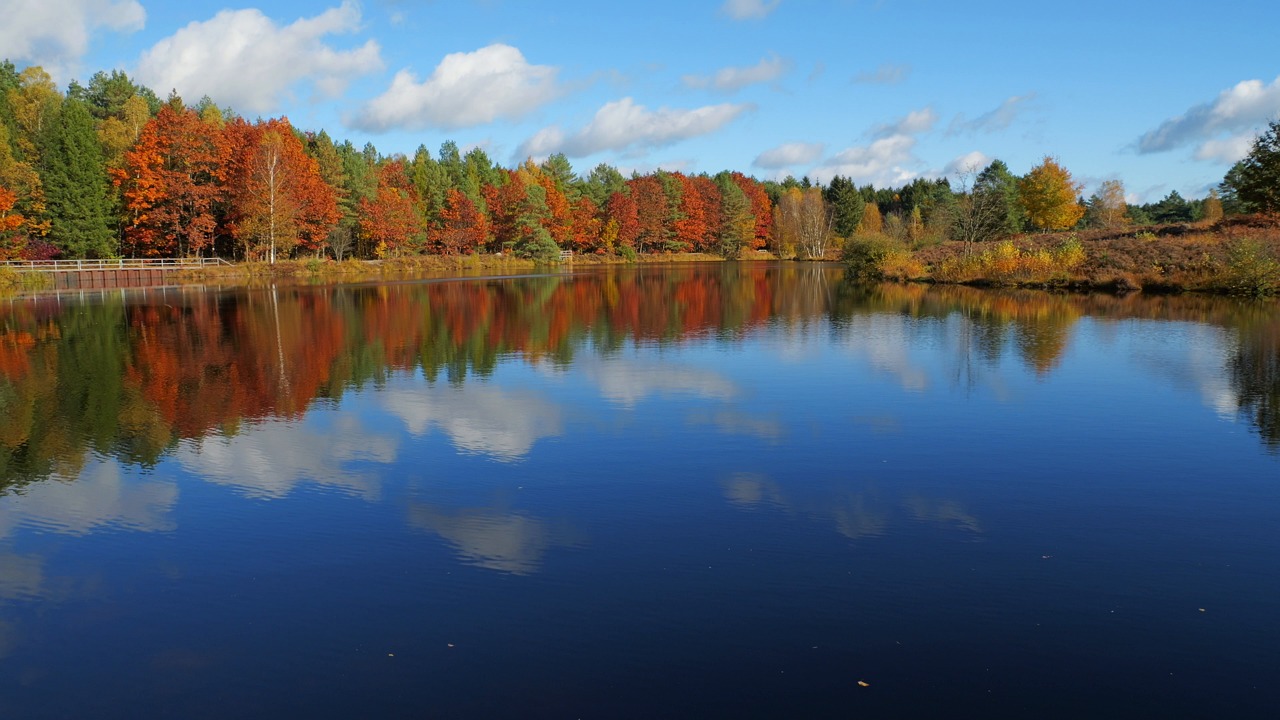 Lake, Fall, Leaves. Free Stock Video - Pixabay