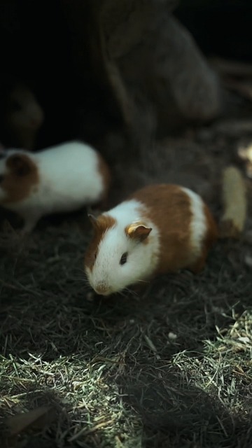 Meerschweinchen Tiere Niedlich - Free video on Pixabay