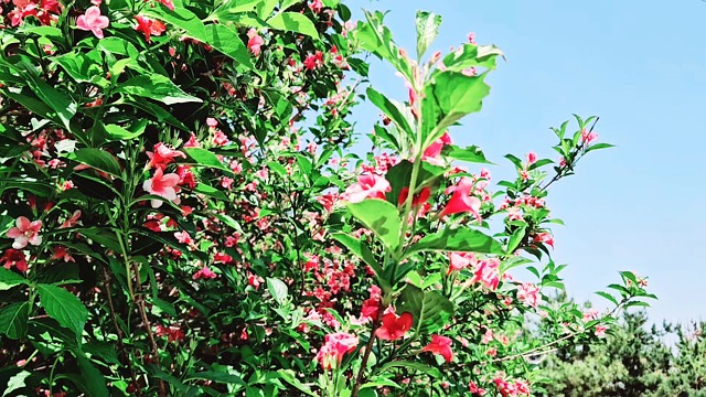 Bunga Padang Rumput Alam - Free video on Pixabay